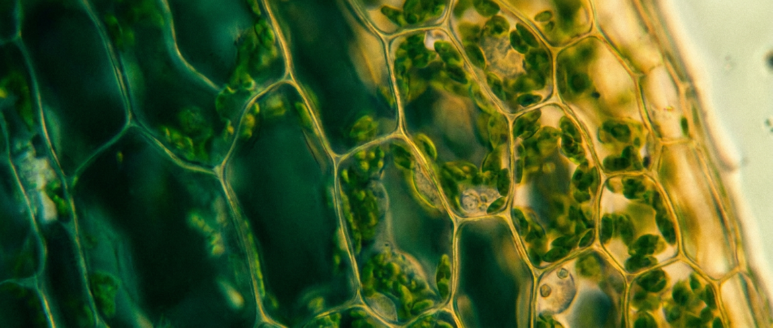 How to Master Biology with Virtual Science Lab Simulations – EHP